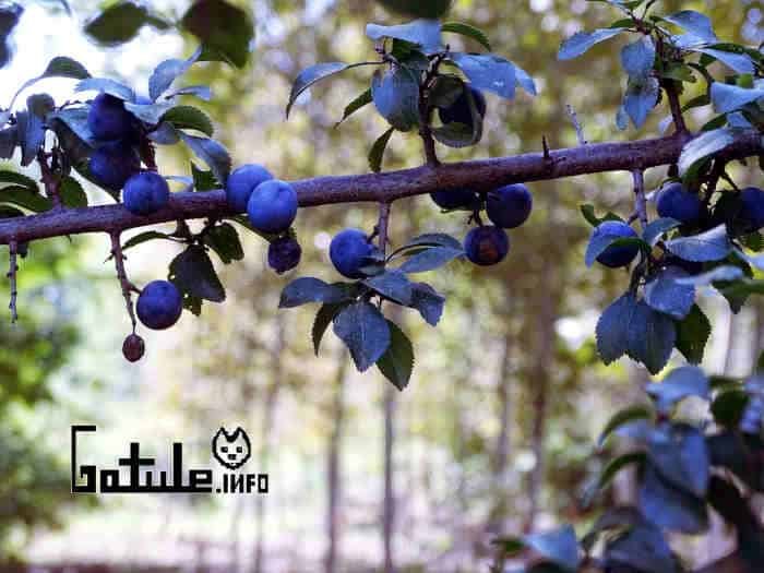 El endrino propiedades y beneficios » Gatule.info » Abruños